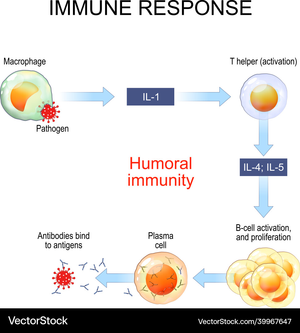Immune response humoral immunity and antibody Vector Image