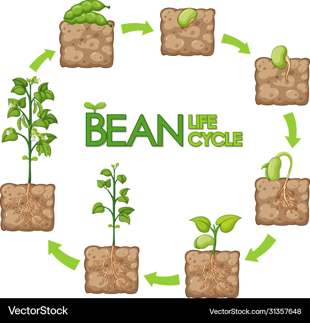 Bean Plant Diagram