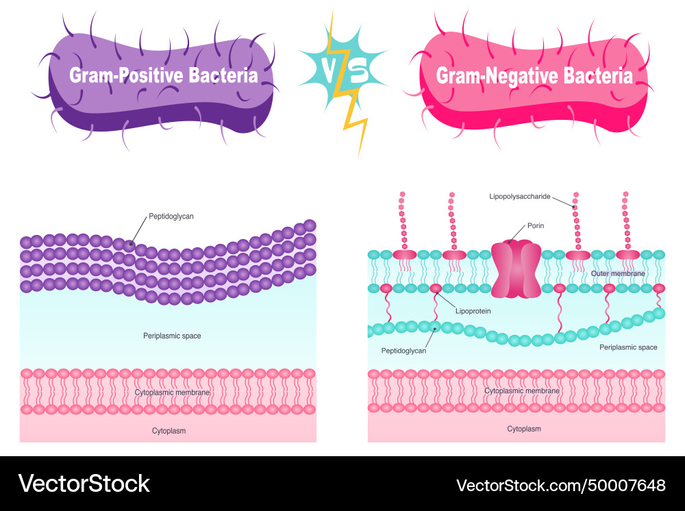 Gram-positive vs gramnegativ Lizenzfreies Vektorbild