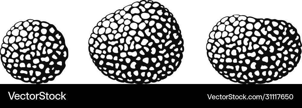 Truffle Royalty Free Vector Image - VectorStock