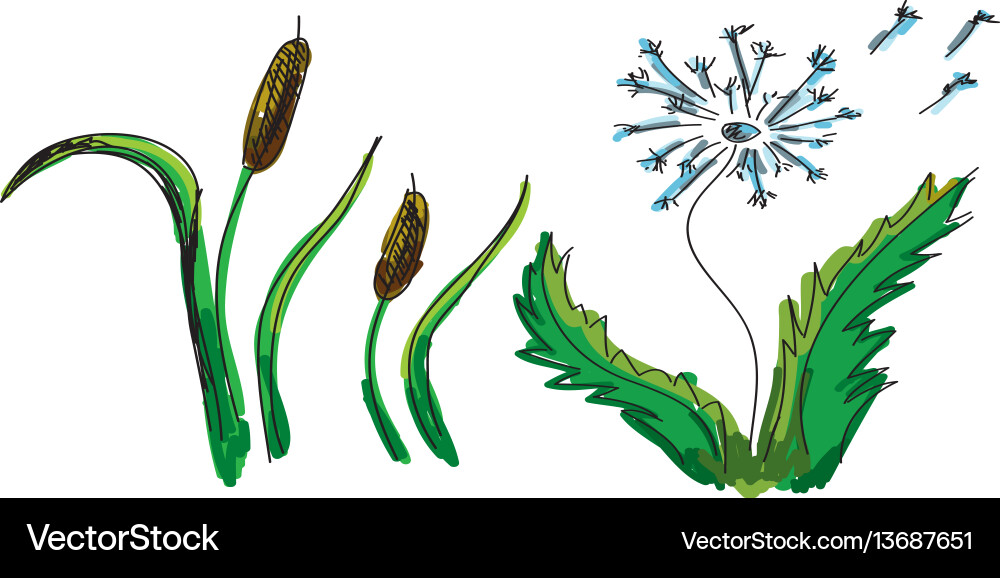 Drawn colored flower and reed Royalty Free Vector Image