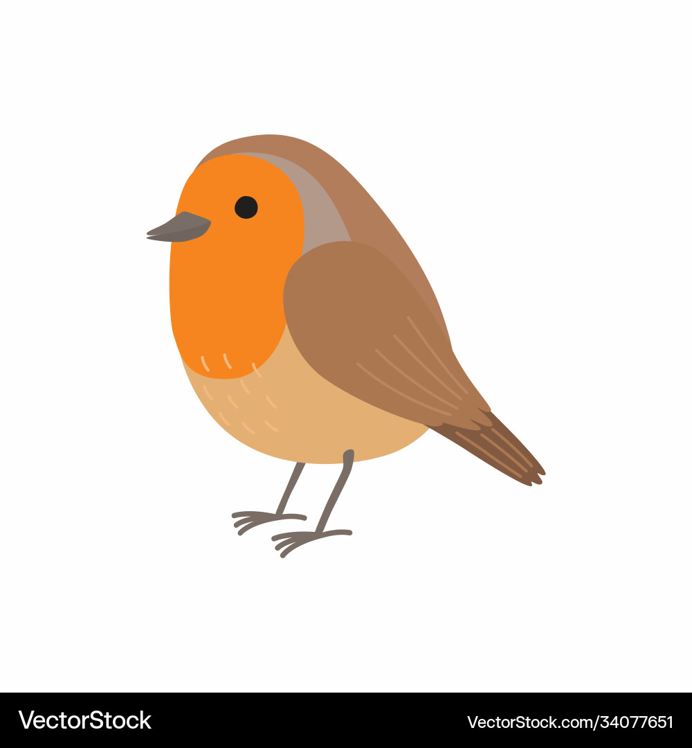 Robin bird isolated on white Royalty Free Vector Image