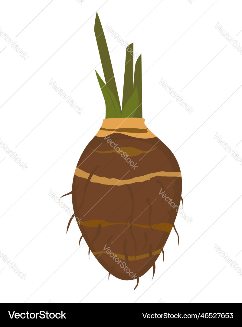 Taro root Royalty Free Vector Image - VectorStock