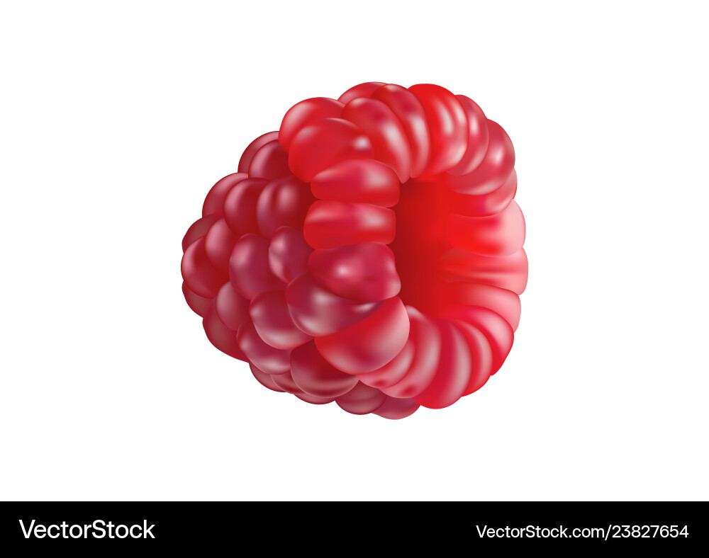 Ripe realistic raspberry Royalty Free Vector Image