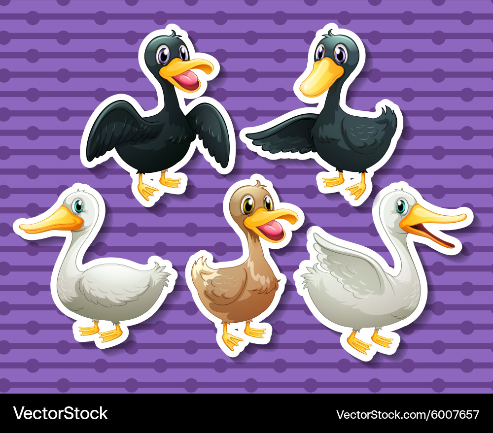 Different color of ducks Royalty Free Vector Image
