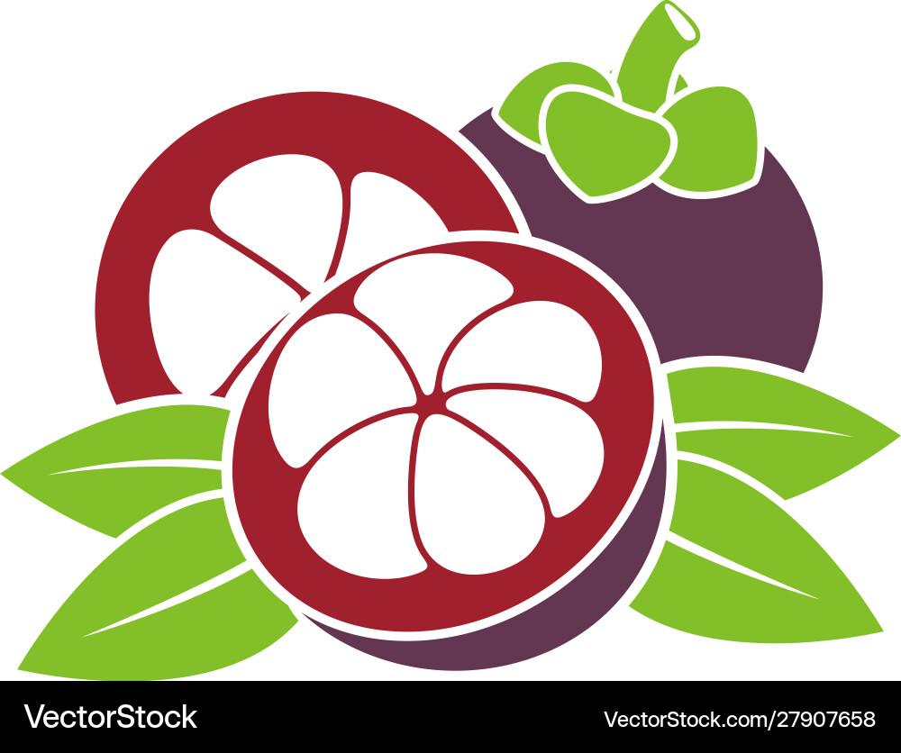 Mangosteen fruit Royalty Free Vector Image - VectorStock