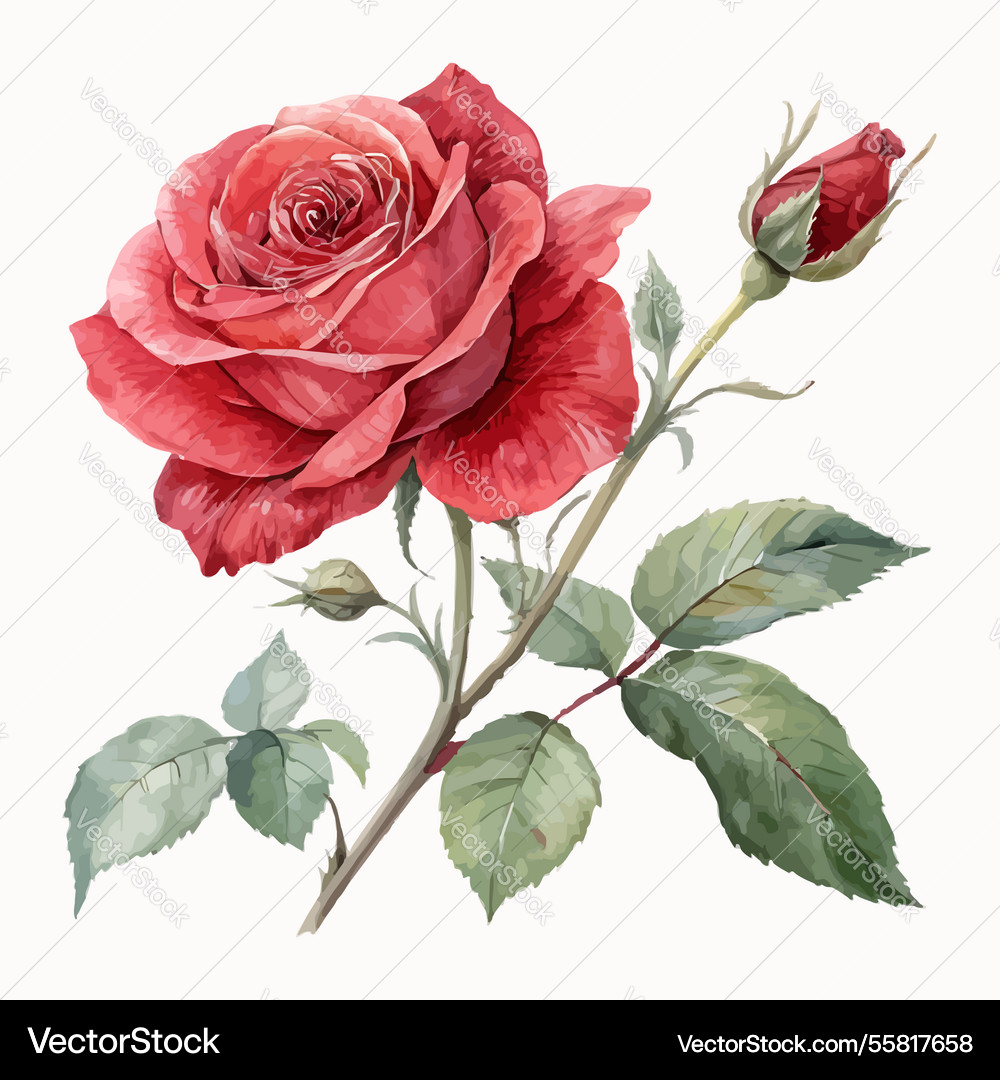 Romantic red rose watercolor Royalty Free Vector Image