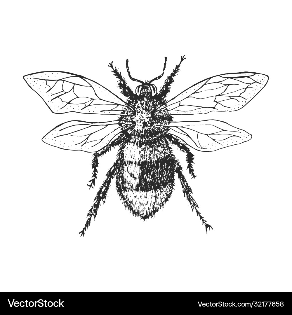 Vintage Insect Engraving - Bumblebee Royalty Free Vector
