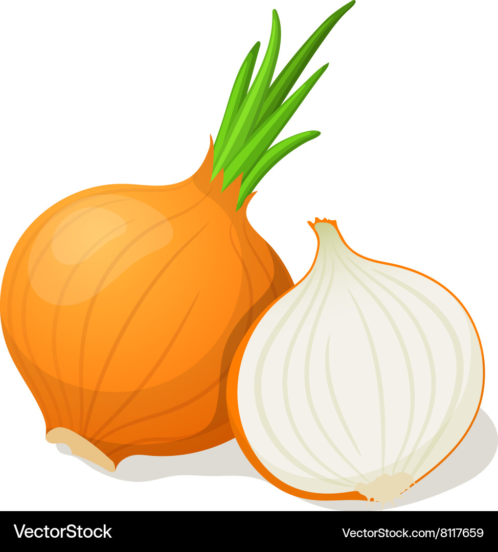 Onion isolated on white Royalty Free Vector Image