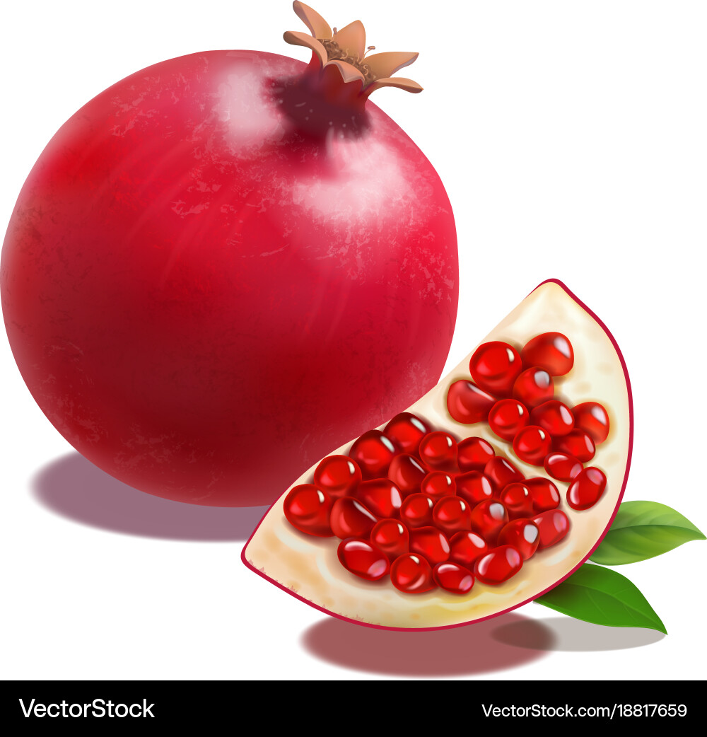 Pomegranate or garnet realistic Royalty Free Vector Image