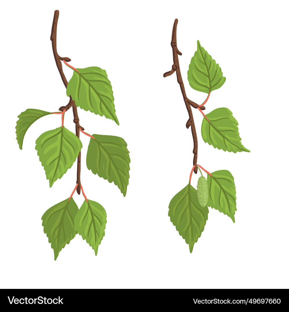 Drawing birch branches Royalty Free Vector Image