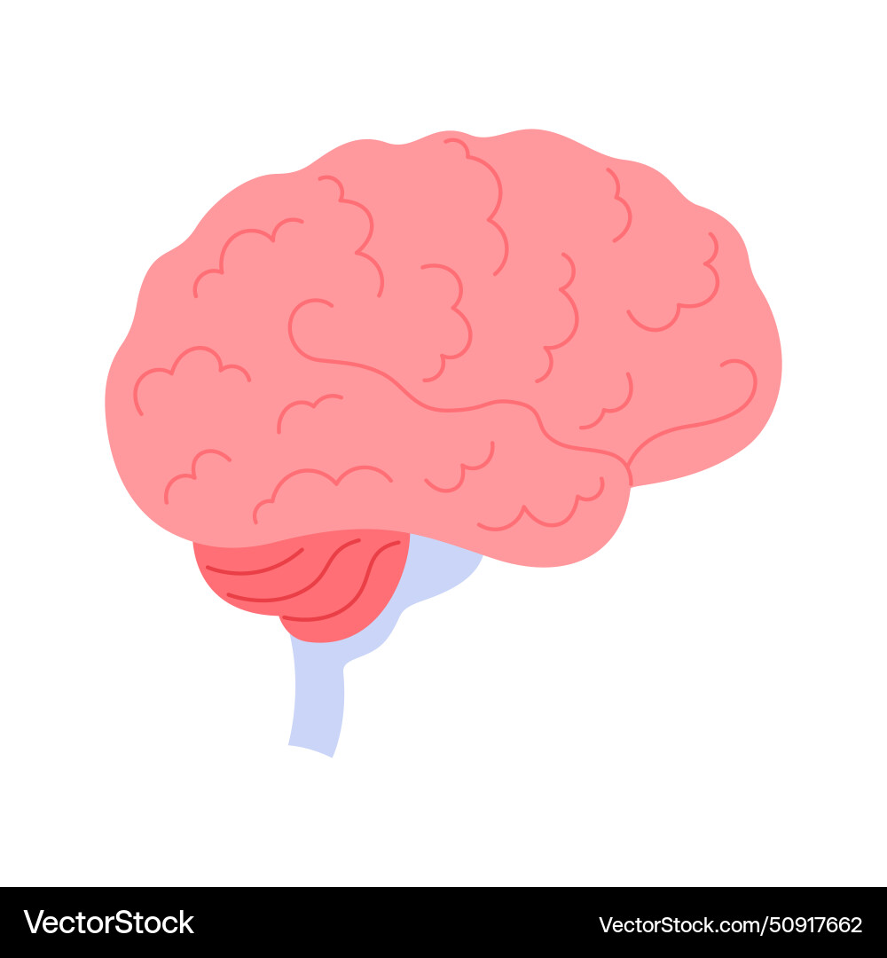 Human brain medical chart to study function Vector Image