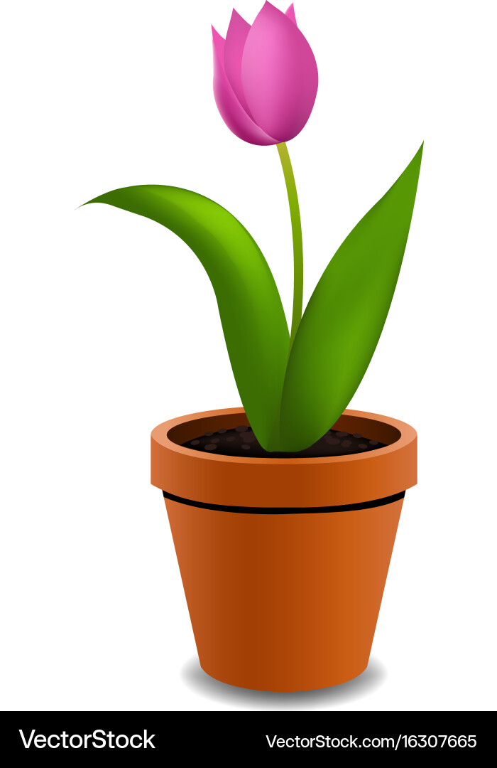 Flowers tulip in pot Royalty Free Vector Image