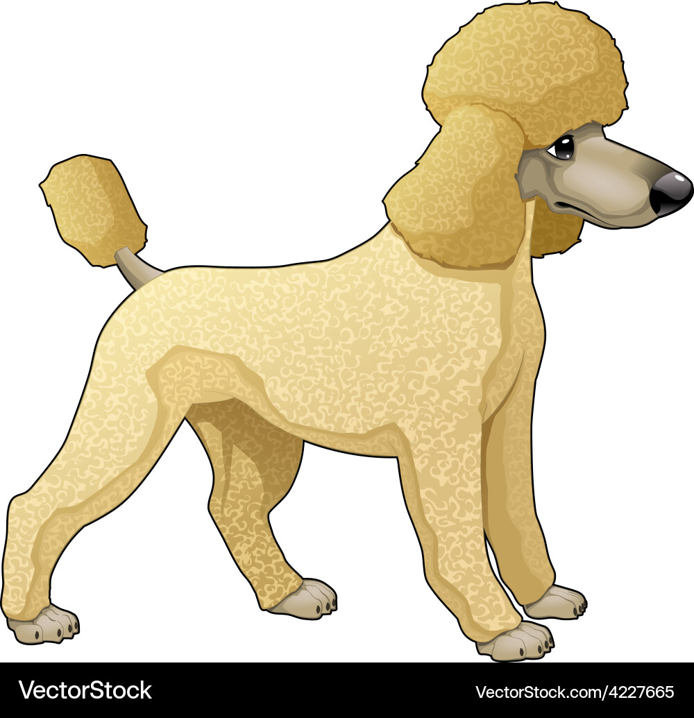 Poodle Royalty Free Vector Image - VectorStock