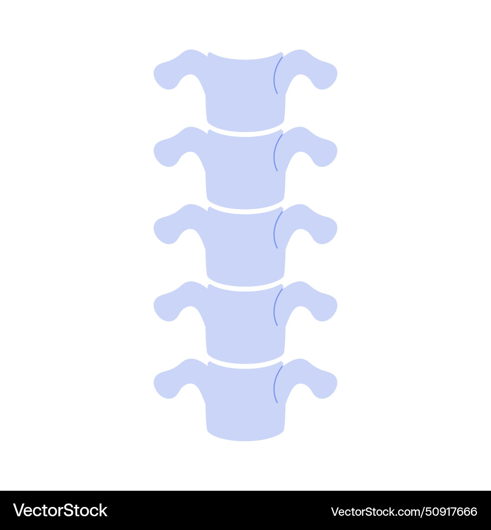 Human spine simple anatomical vertebral model and Vector Image