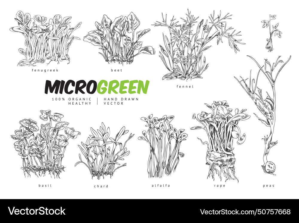 Set of microgreens isolated Royalty Free Vector Image