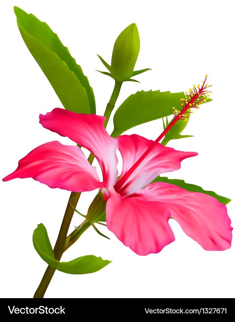 Hibiscus tropical flower Royalty Free Vector Image