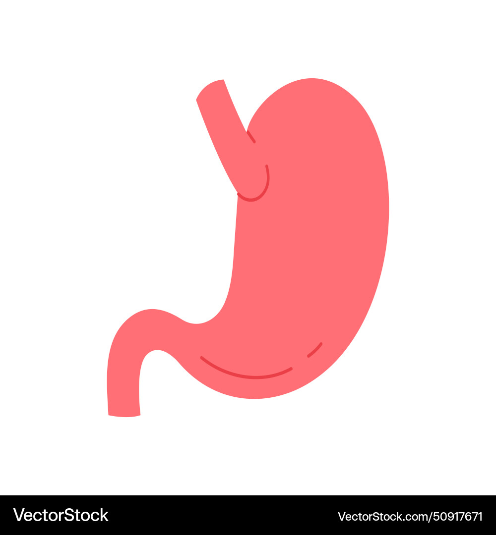 Human stomach internal organ of digestive system Vector Image
