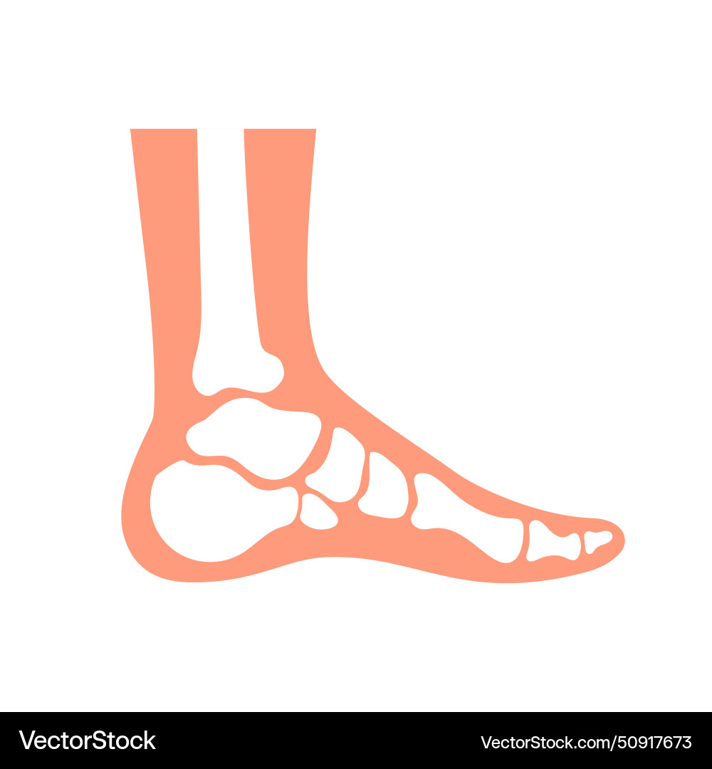 Human foot with bones and joints as in xray Vector Image