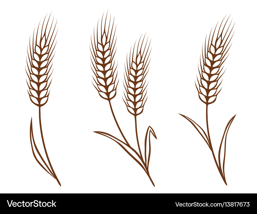 Isolated wheat ears set Royalty Free Vector Image