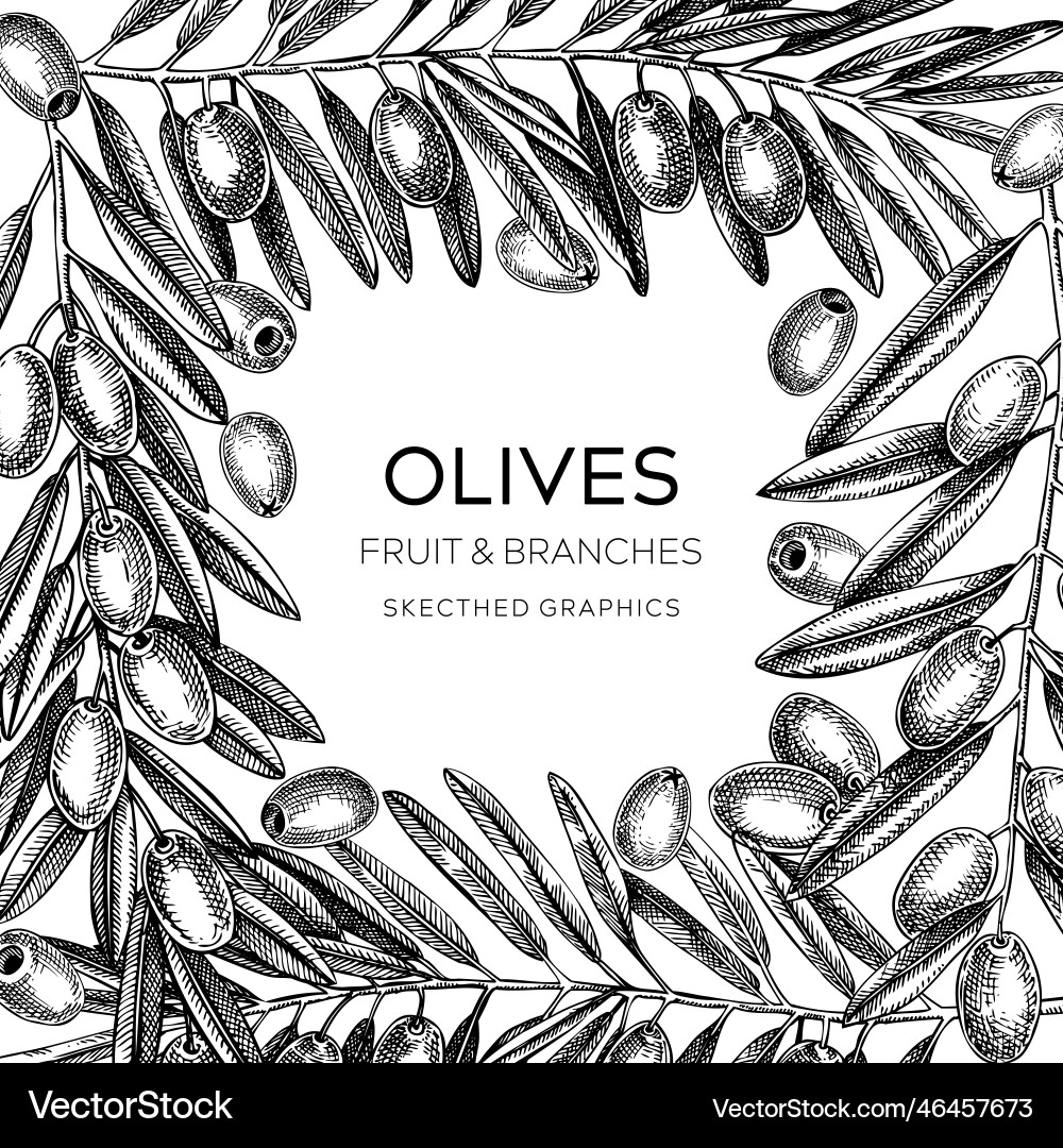 Olive branch frame design isolated on white Vector Image