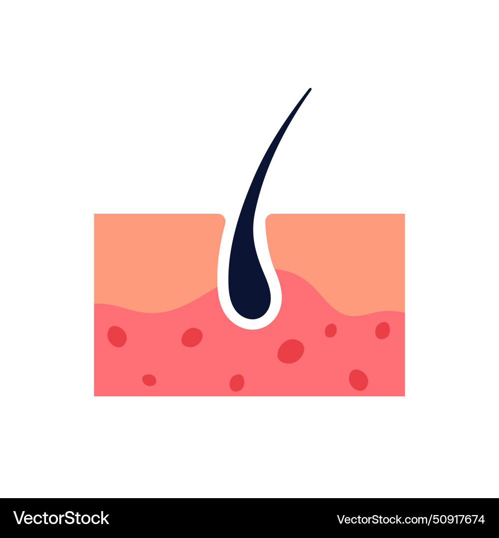 Human hair simple skin structure diagram Vector Image