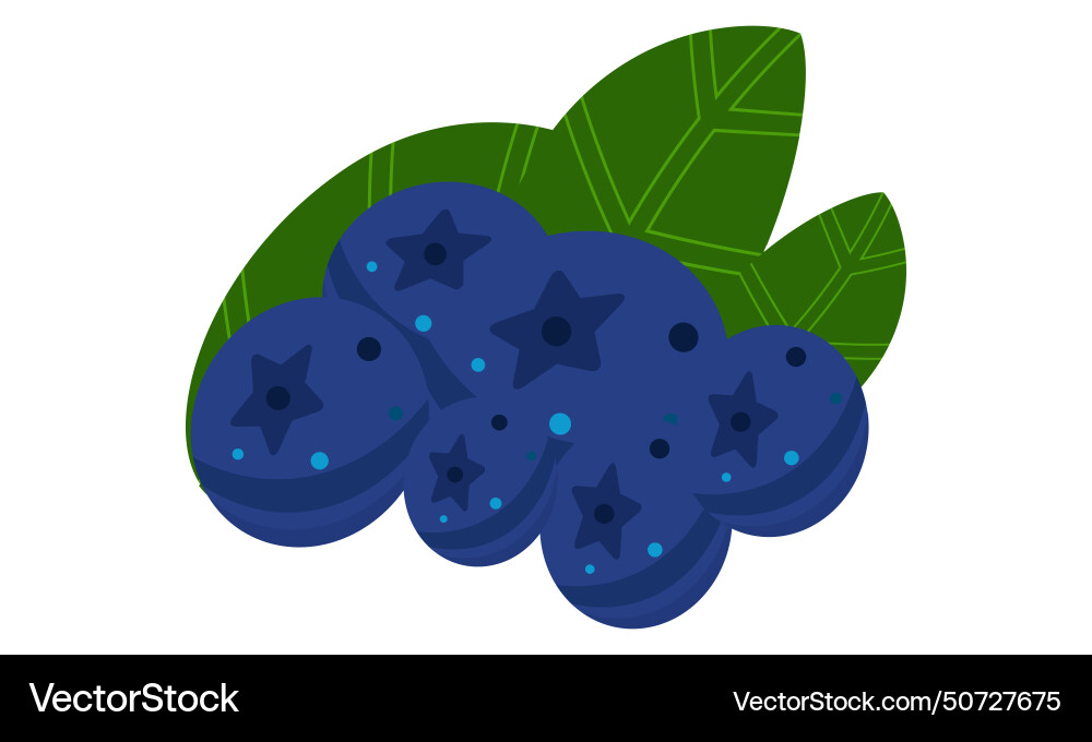 Blueberry design Royalty Free Vector Image - VectorStock