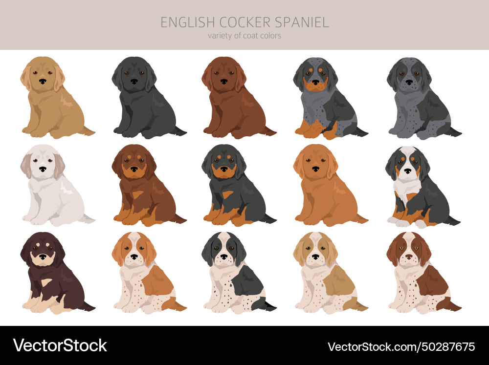 English cocker spaniel clipart different poses Vector Image