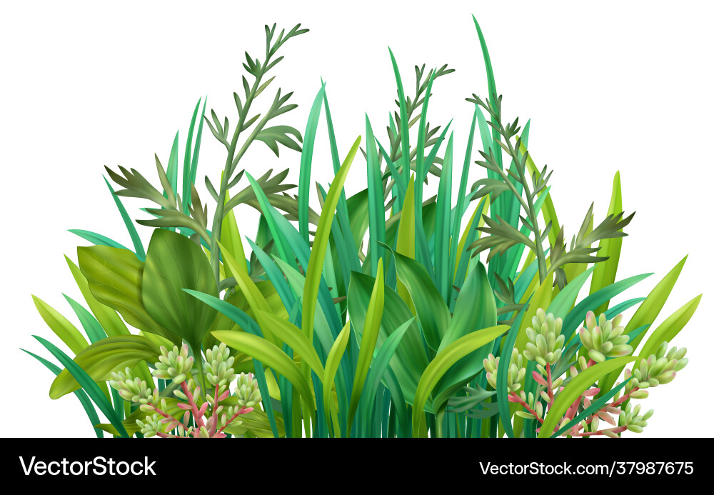 Grasses realistic icon Royalty Free Vector Image