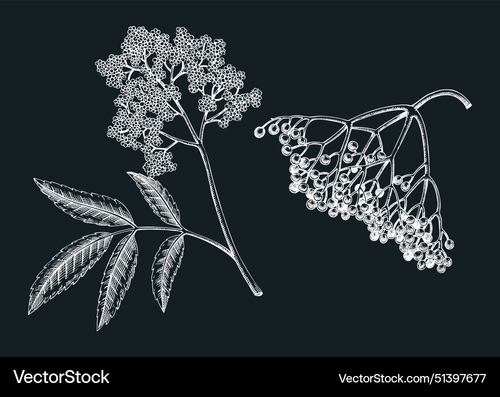 Elderberry on chalkboard elderflower sketch Vector Image