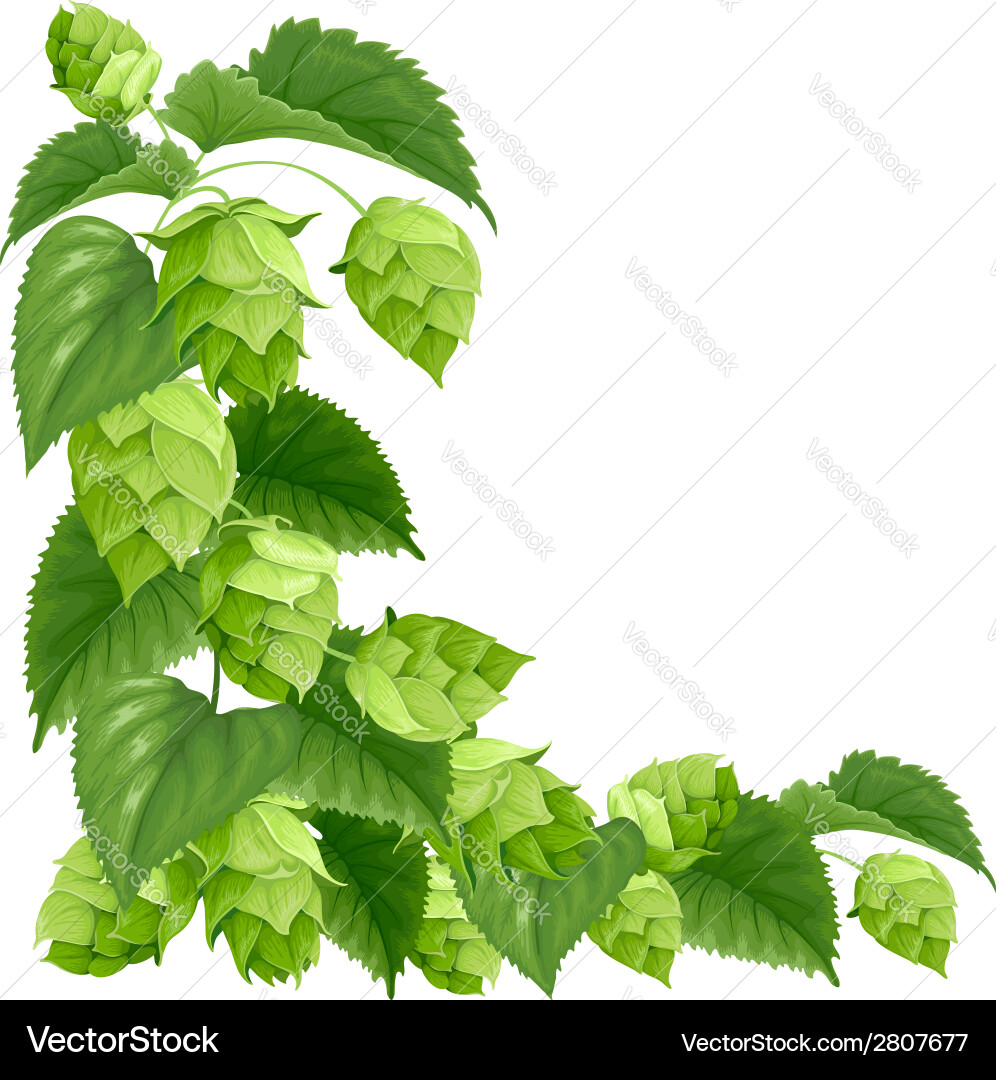 Hops Royalty Free Vector Image - VectorStock