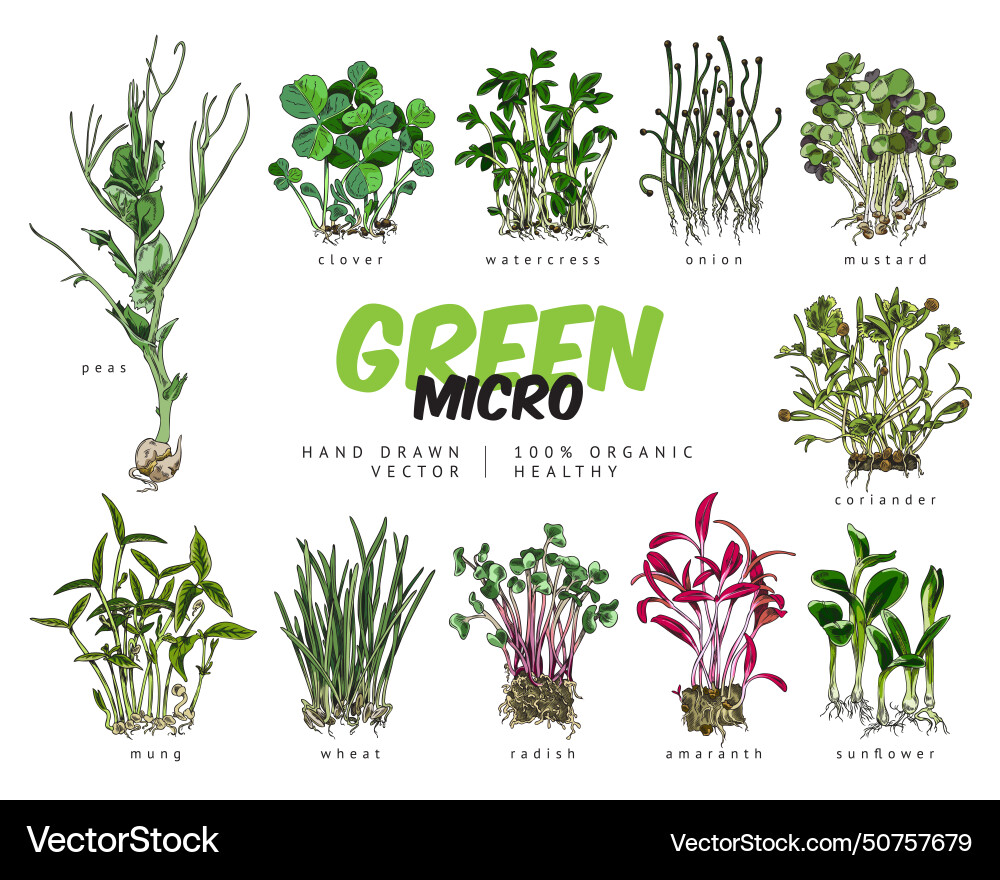 Color microgreens botanical set with titles Vector Image