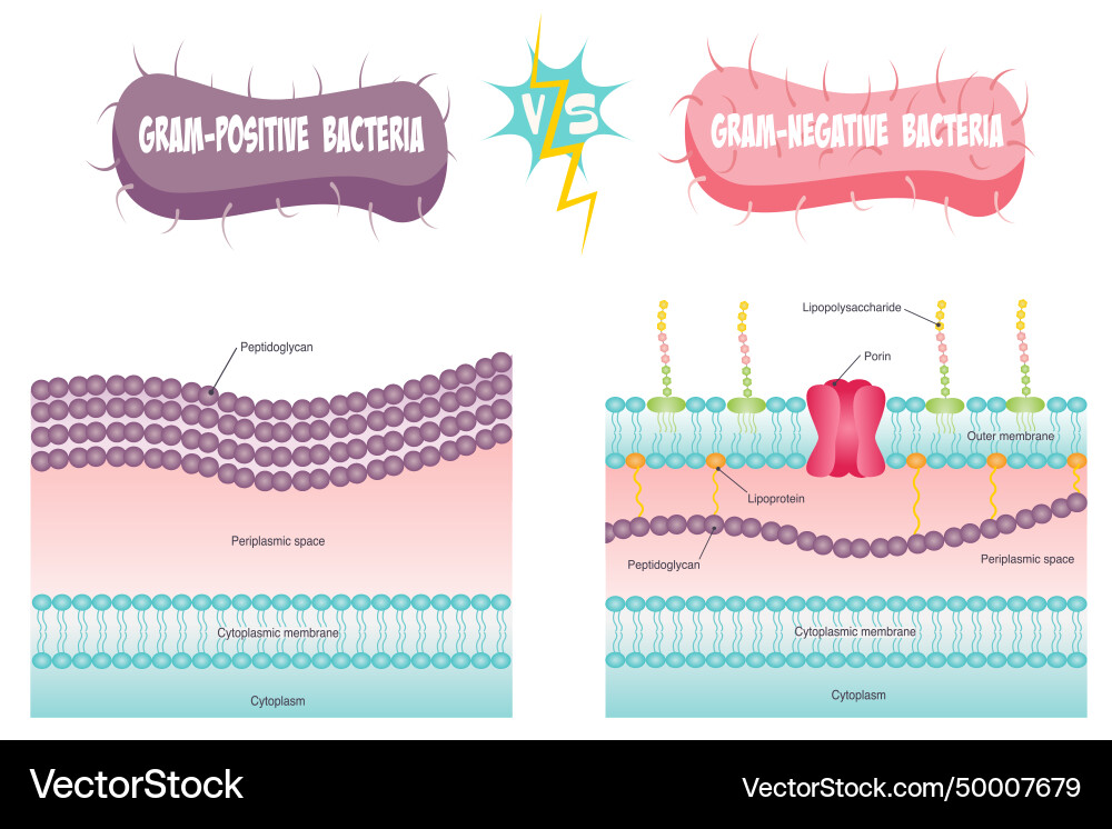 Gram Positive Vs Gram Negative Handmade Note By Me Of Gram Positive