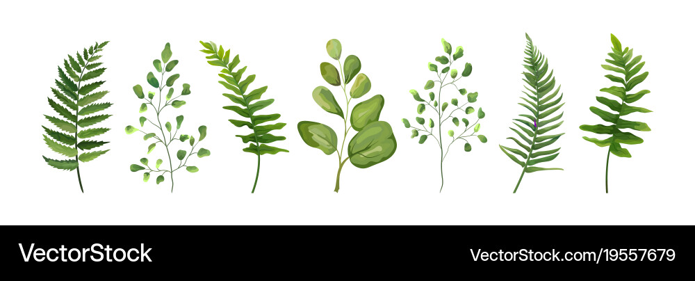 Green Forest Leaf Set Royalty Free Vector Image