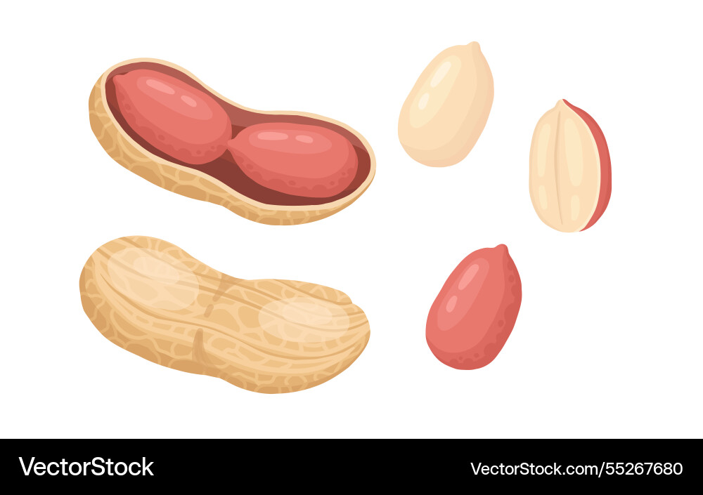 Cartoon peanuts delicious tasty snack Royalty Free Vector