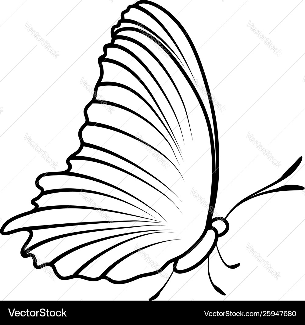Sketch butterfly Royalty Free Vector Image - VectorStock