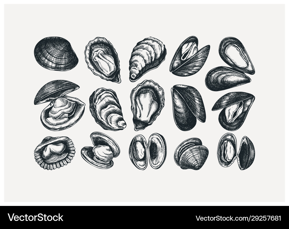 Hand drawn edible marine mollusks drawings set Vector Image