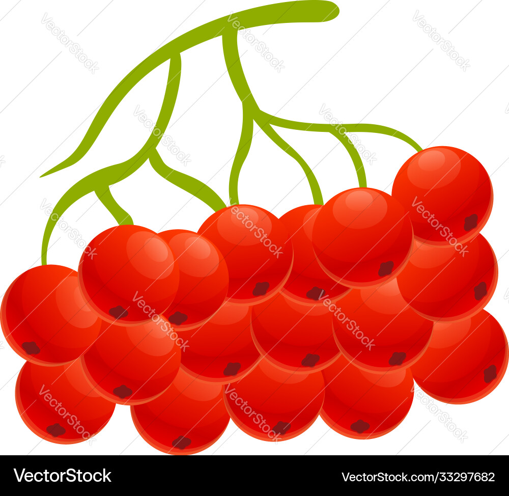 Botanical rowan icon cartoon style Royalty Free Vector Image