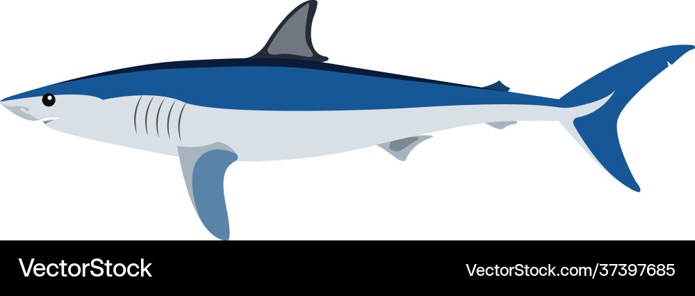 Mako shark isolated on white Royalty Free Vector Image