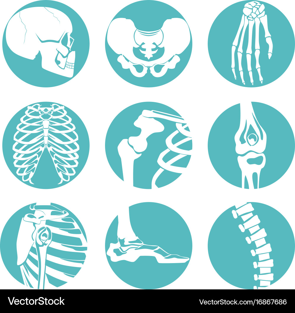 Human anatomy orthopedic Royalty Free Vector Image