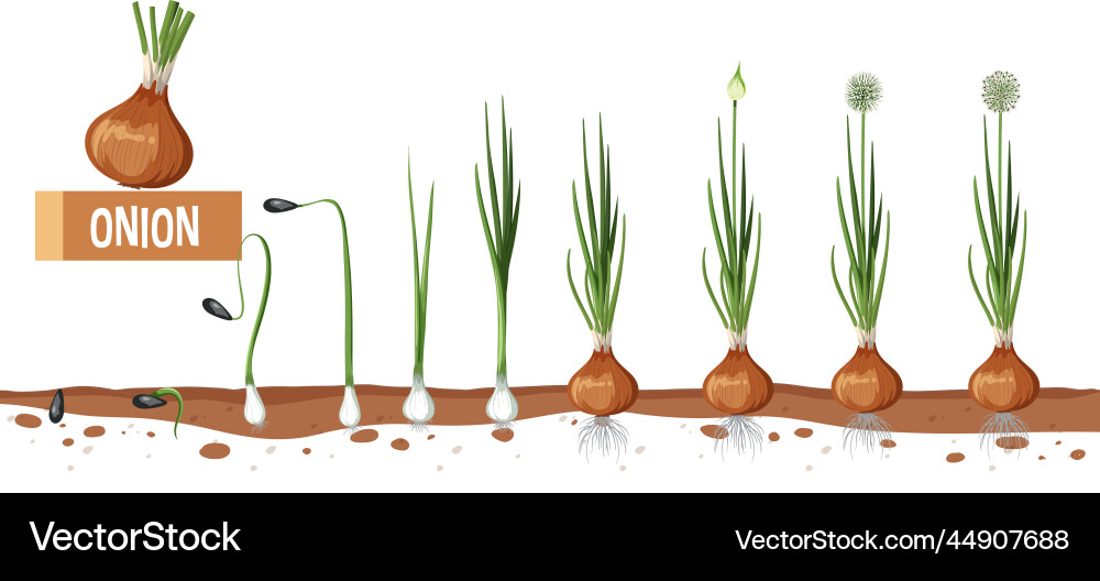 Onion Plant Life Cycle Diagram Royalty Free Vector Image