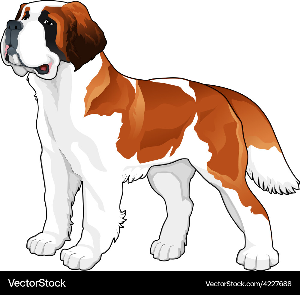 Saint bernard Royalty Free Vector Image - VectorStock