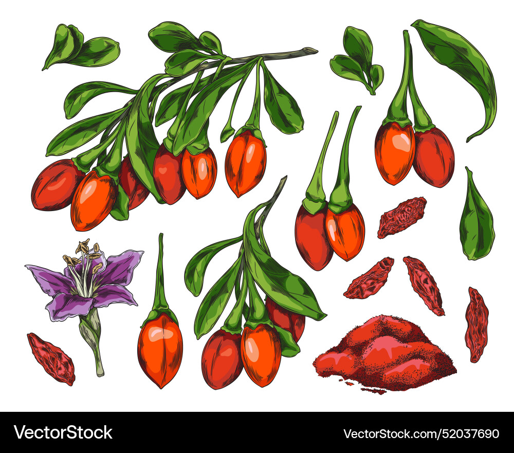 Goji berries lifecycle Royalty Free Vector Image