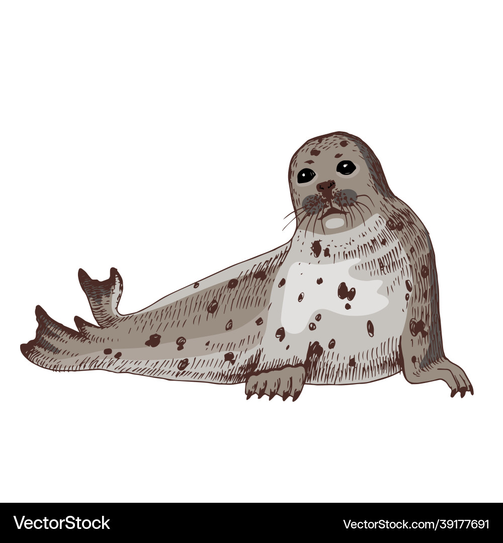 Hand drawn seal isolated on white background Vector Image
