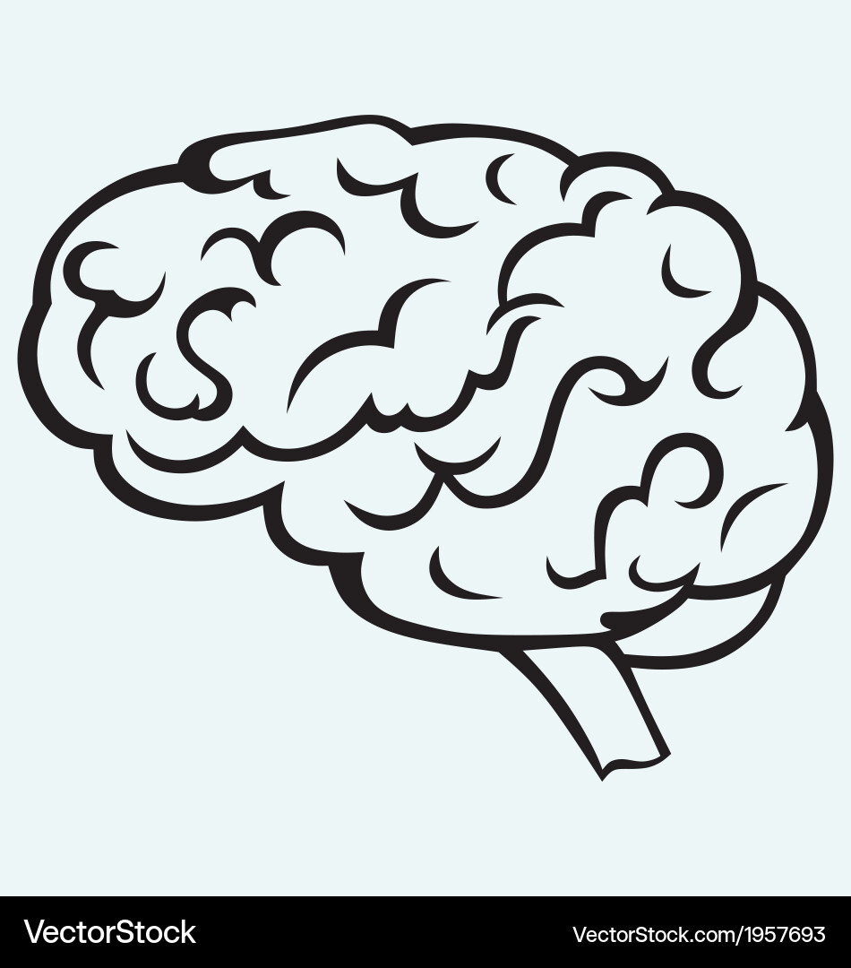 Human Brain Anatomy Royalty Free Vector Image - VectorStock