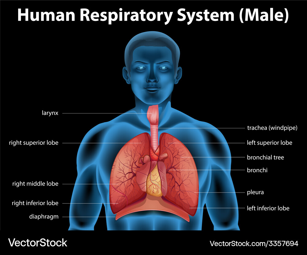 Human Respiratory System Anatomy – Royalty-Free Vector | VectorStock