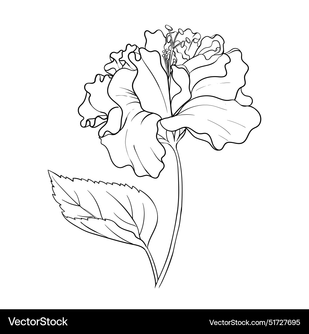 Hibiscus curly large open bud line art Royalty Free Vector