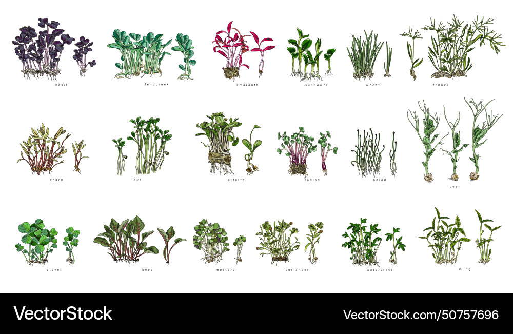 A set of different microgreens with names Vector Image