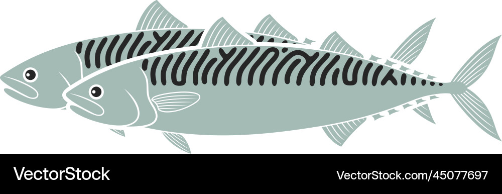 Mackerel Royalty Free Vector Image - VectorStock