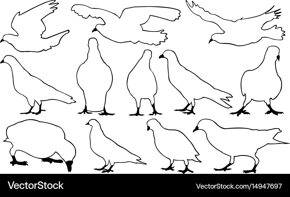 Set von verschiedenen Tauben Lizenzfreies Vektorbild